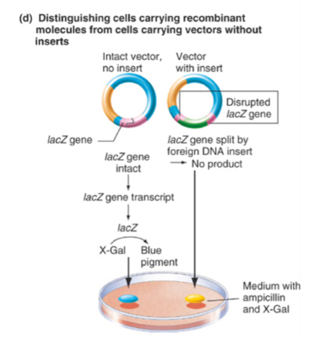 Solved (d) ﻿Distinguishing cells carrying recombinant | Chegg.com