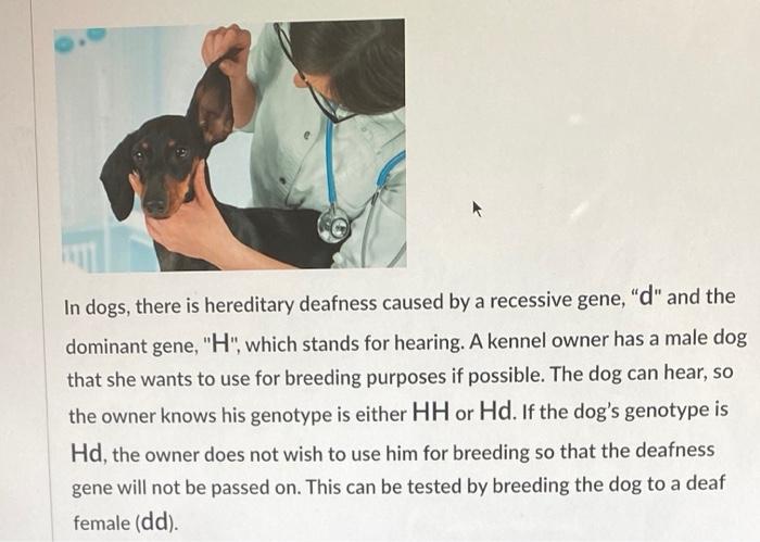 What Is A Recessive Gene In Dogs