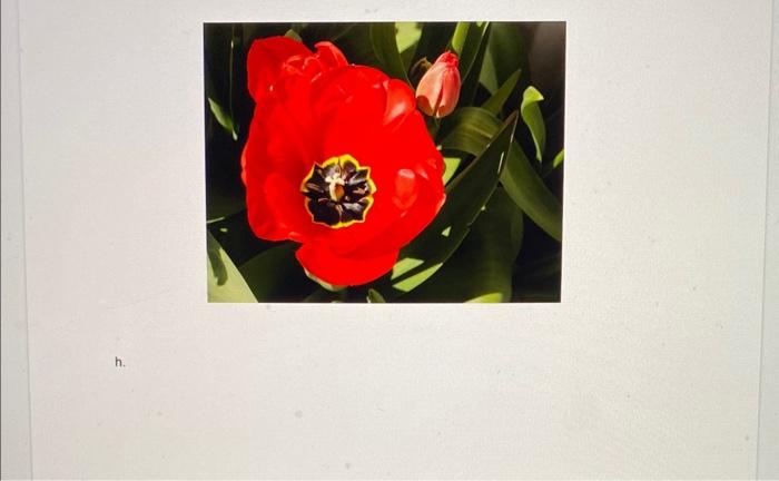 Solved 1) Identify the following parts of a flower:2) | Chegg.com Solved 1) Identify the following parts of a flower:2) | Chegg.com