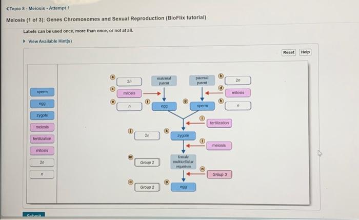 [Solved]: Meiosis ( 1 of 3 ): Genes Chromosomes and Sexual