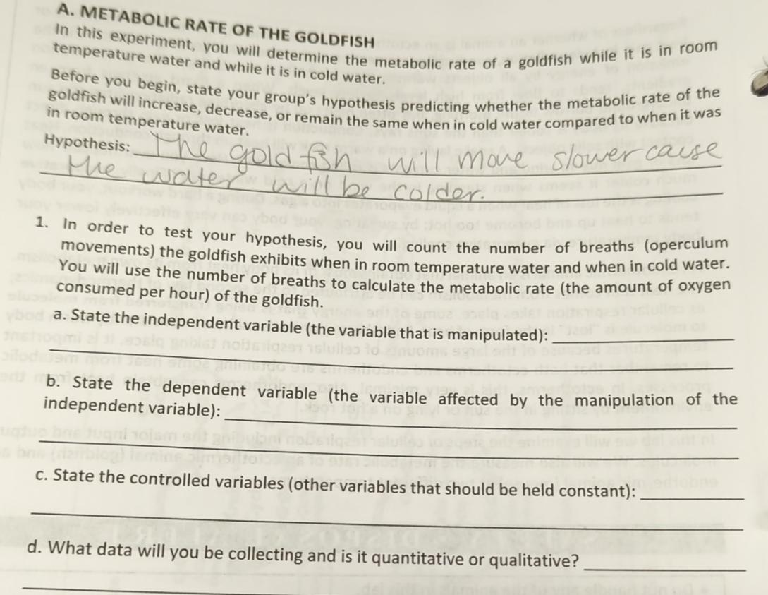 Solved A. ﻿METABOLIC RATE OF THE GOLDFISHIn this experiment, | Chegg.com