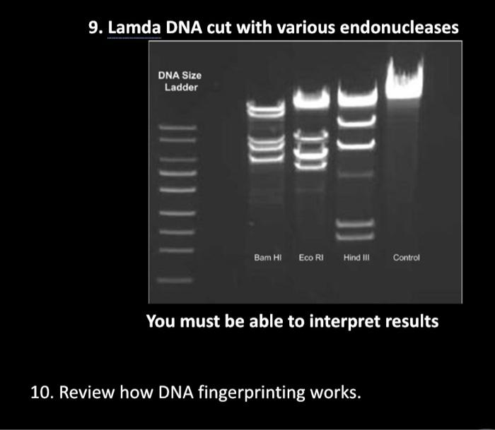 Solved 9. Lamda DNA cut with various endonucleases DNA Size | Chegg.com
