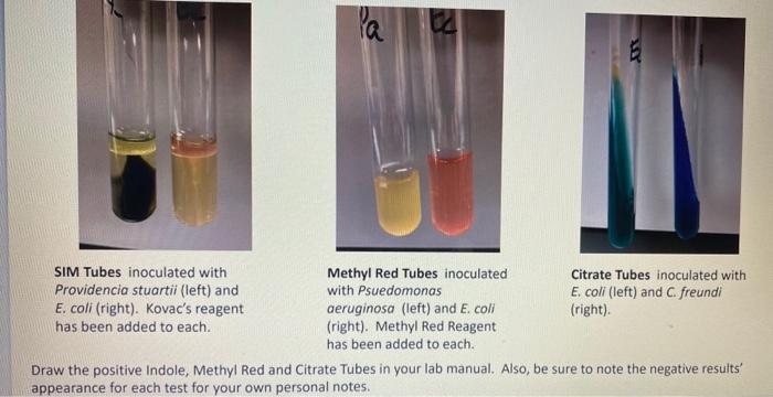 Solved MacConkey Agar inoculated with Citrobacter freundi | Chegg.com