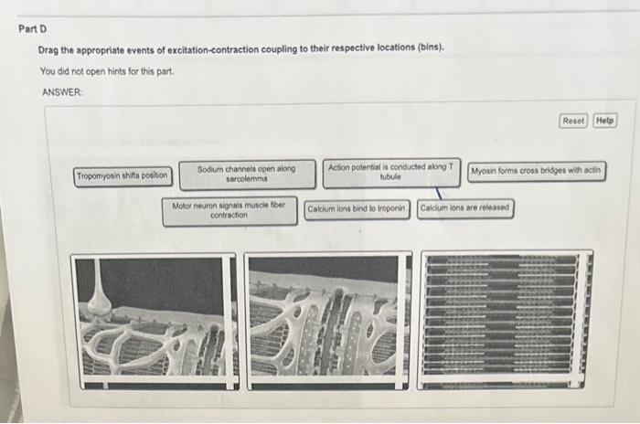 Solved Drag The Appropriate Events Of Excitation Contraction