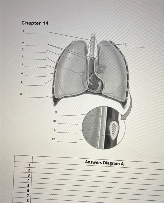 Solved Chapter 13 Labeling Diagram A - Top Chantar 14 | Chegg.com