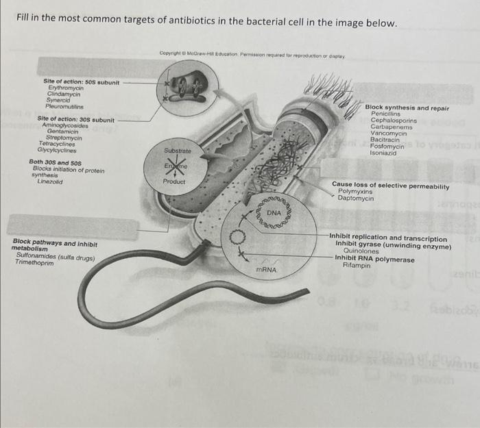 Solved Fill in the most common targets of antibiotics in the | Chegg.com