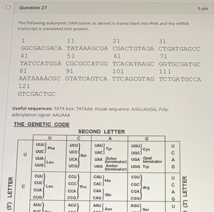 Solved The following eukaryotic DNA (same as above) is | Chegg.com