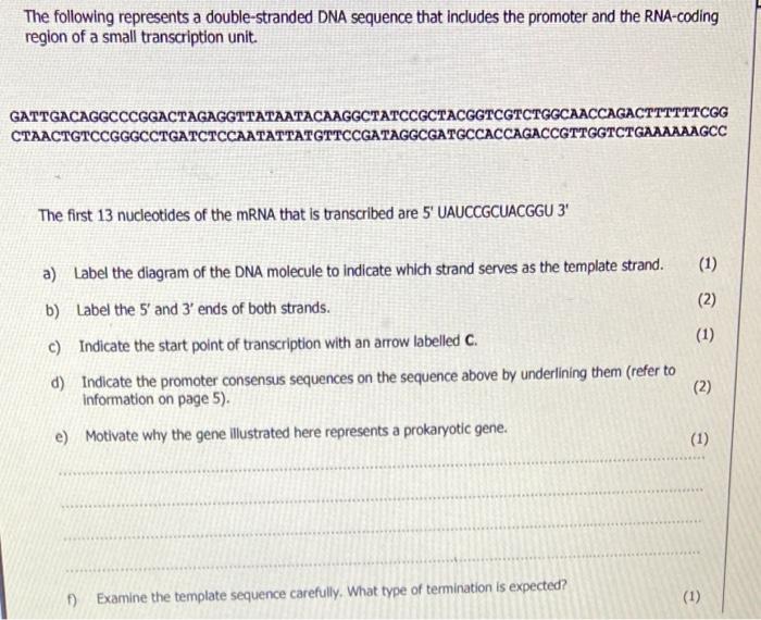 Solved The following represents a double-stranded DNA | Chegg.com
