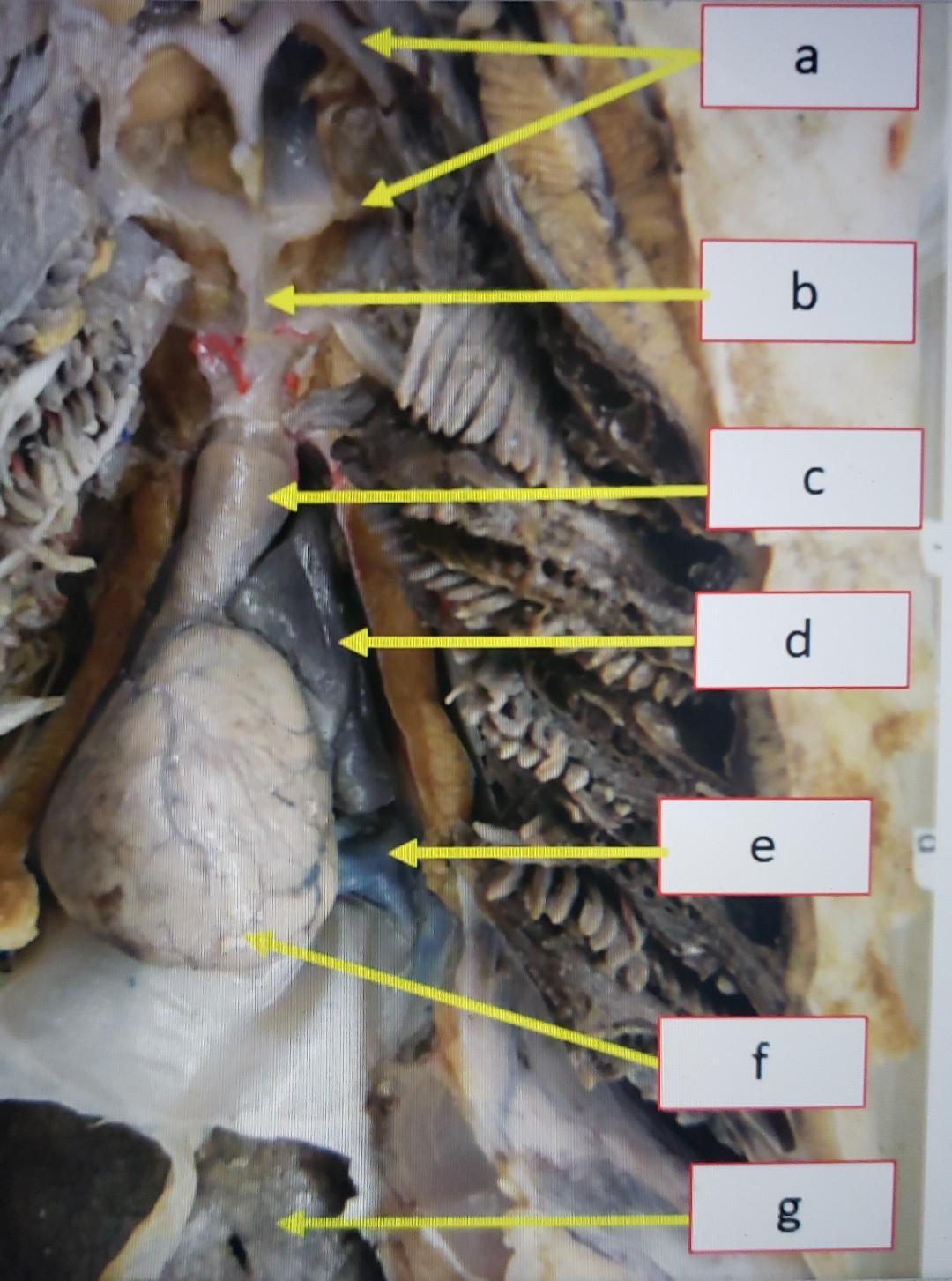 Solved Label internal anatomy of dogfish shark. What are | Chegg.com
