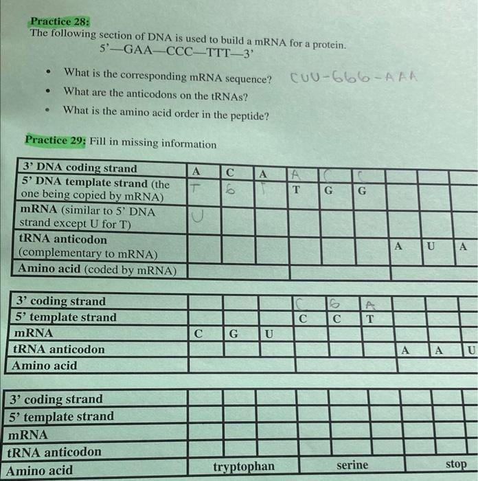 Solved a Practice 28: The following section of DNA is used | Chegg.com