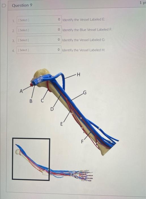 Solved 1. Identify the Vessel Labeled E: 2. Identify the | Chegg.com