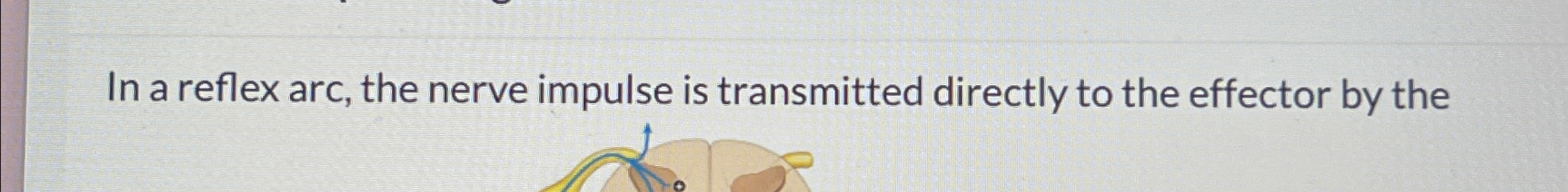 Solved In a reflex arc, the nerve impulse is transmitted | Chegg.com