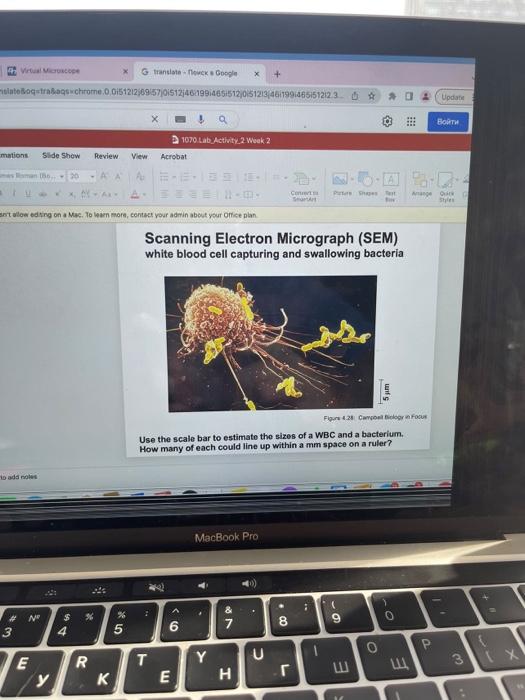 Solved To appreciate the sizes of cells, study the ruler on | Chegg.com