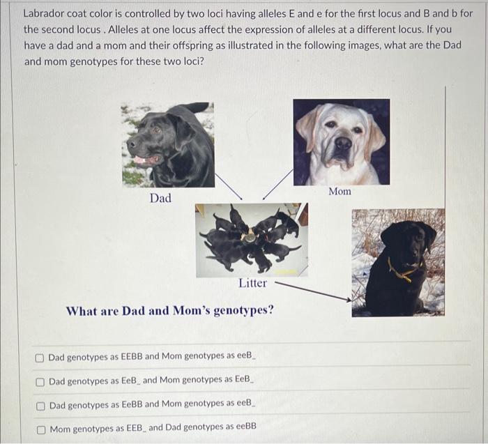 Solved Labrador coat color is controlled by two loci having | Chegg.com