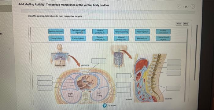 Solved Art-Labeling Activity: The serous membranes of the | Chegg.com