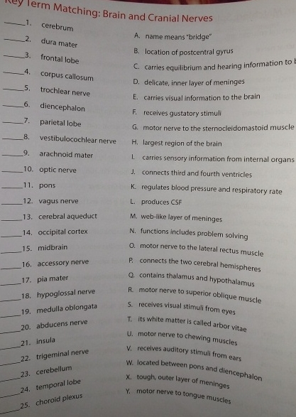 Solved lerm Matching: Brain and Cranial Nervescerebrumdura | Chegg.com