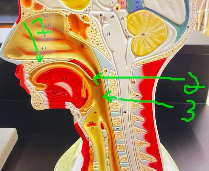 Solved 1. name this structure2. name this specific structure | Chegg.com