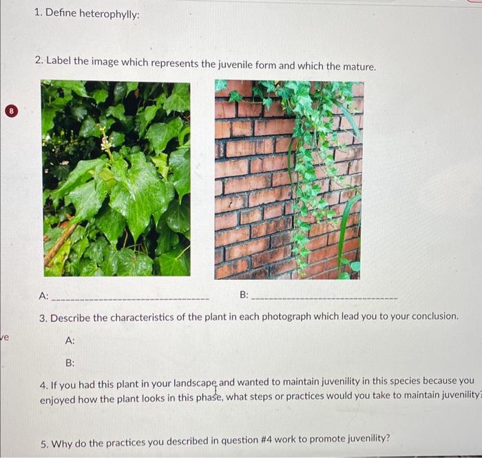 Solved 1. Define heterophylly: 2. Label the image which | Chegg.com