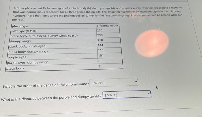 Solved A Drosophila parent fly heterozygous for black body | Chegg.com