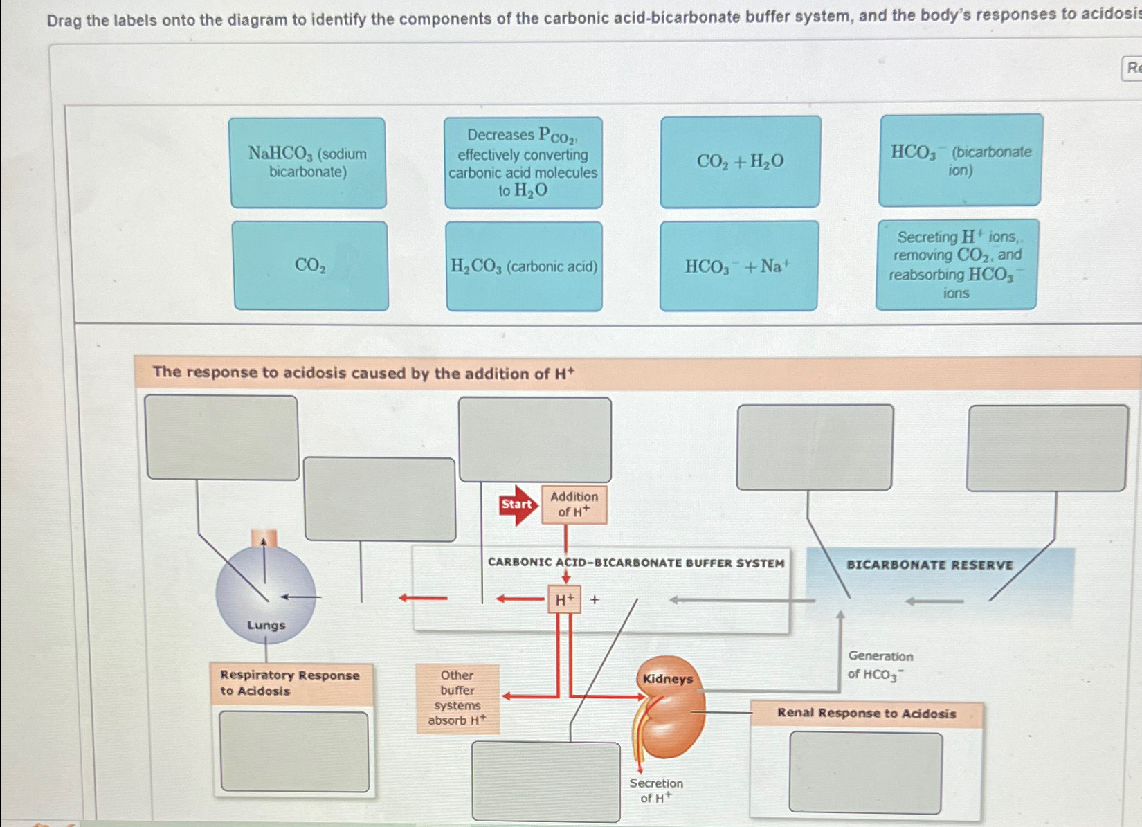 Solved Drag the labels onto the diagram to identify the | Chegg.com