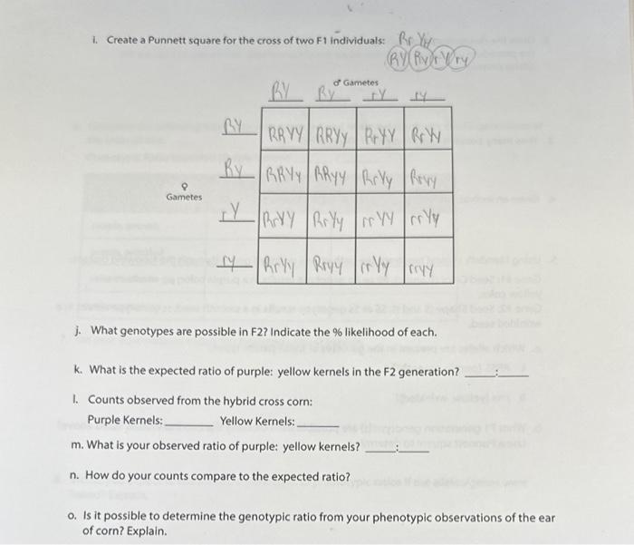 i. Create a Punnett square for the cross of two F1 | Chegg.com