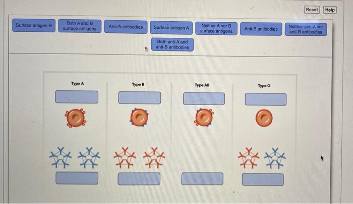 Solved label the antigens and antibodies of the 4 ABO blood | Chegg.com