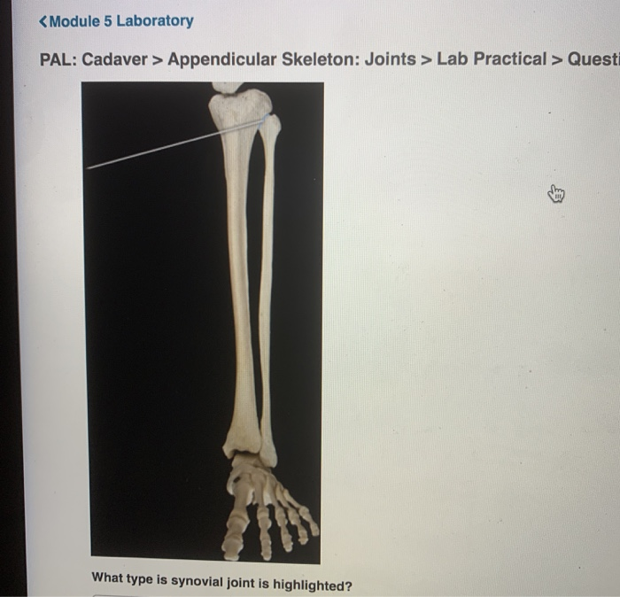 Solved Appendicular | Chegg.com