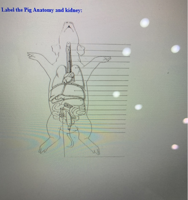 Solved Label the Pig Anatomy and kidney: > | Chegg.com