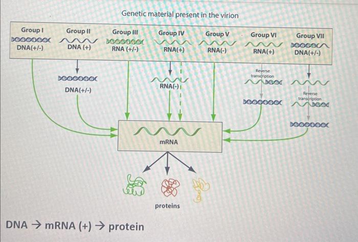 Solved Baltimore classification Baltimore Classification | Chegg.com