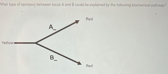 Solved What type of epistasis between locus A and B could be | Chegg.com