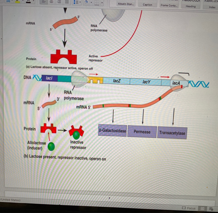Solved The Lac operon is an inducible set of genes found in | Chegg.com