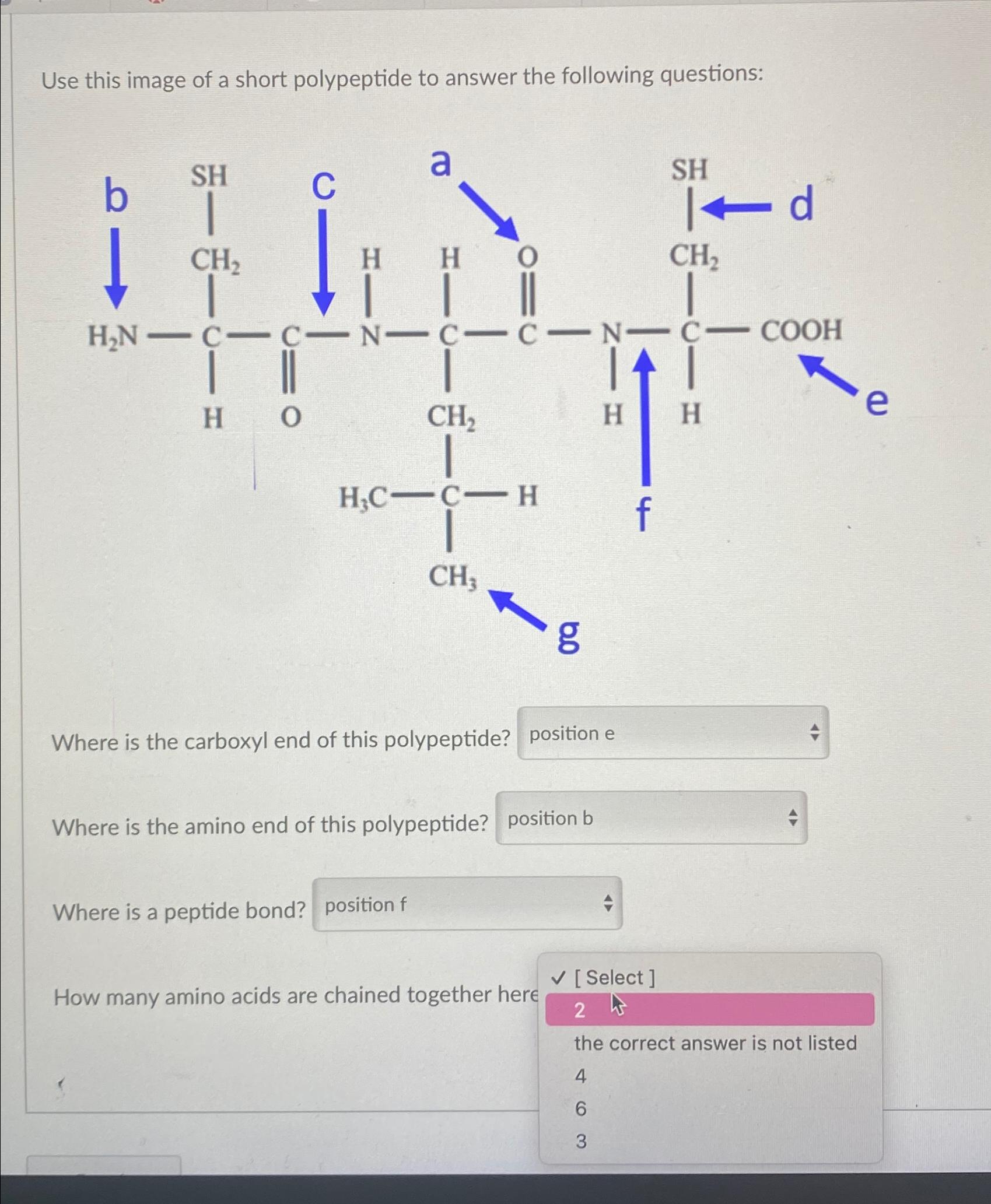 Solved Use this image of a short polypeptide to answer the | Chegg.com