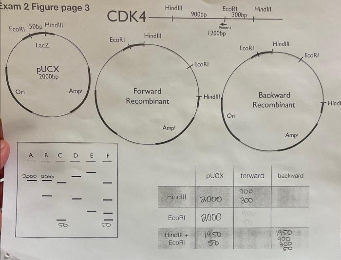 Solved hello, im having hard time filling these answers. if | Chegg.com