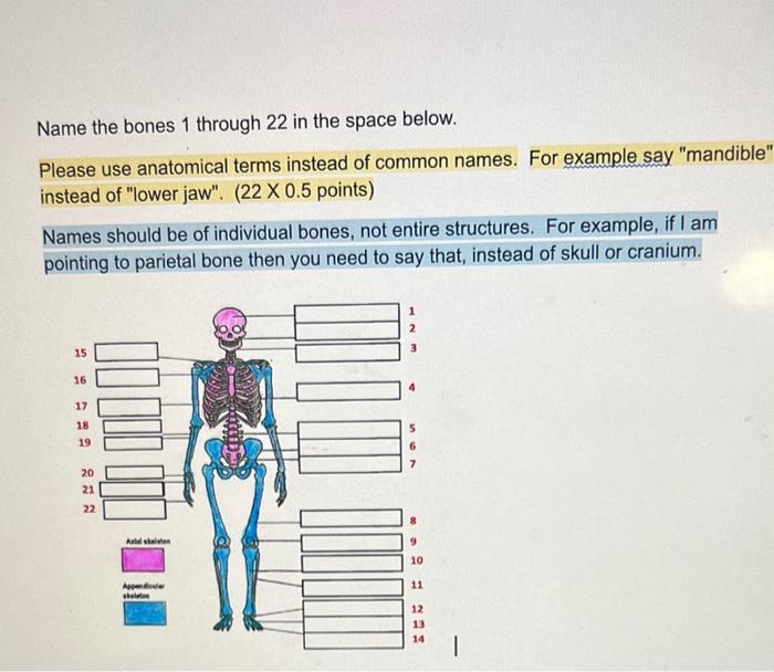 Solved Name the bones 1 through 22 in the space below. | Chegg.com