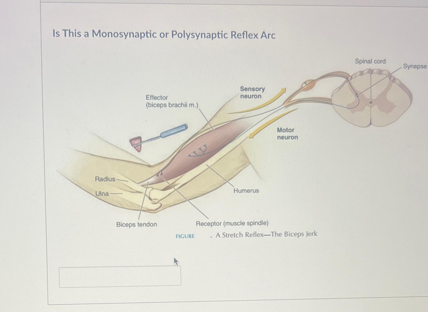 Solved Is This a Monosynaptic or Polysynaptic Reflex Arc | Chegg.com