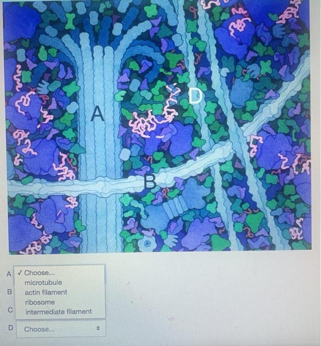 Solved A shi لایکر A B Choose... microtubule actin filament | Chegg.com