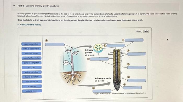 Part B - Labeling primary growth structures Primary | Chegg.com