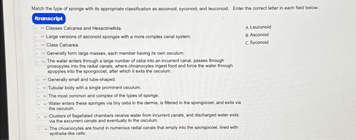 Solved Classes Calcarea and Hexactinellida. Large versions | Chegg.com