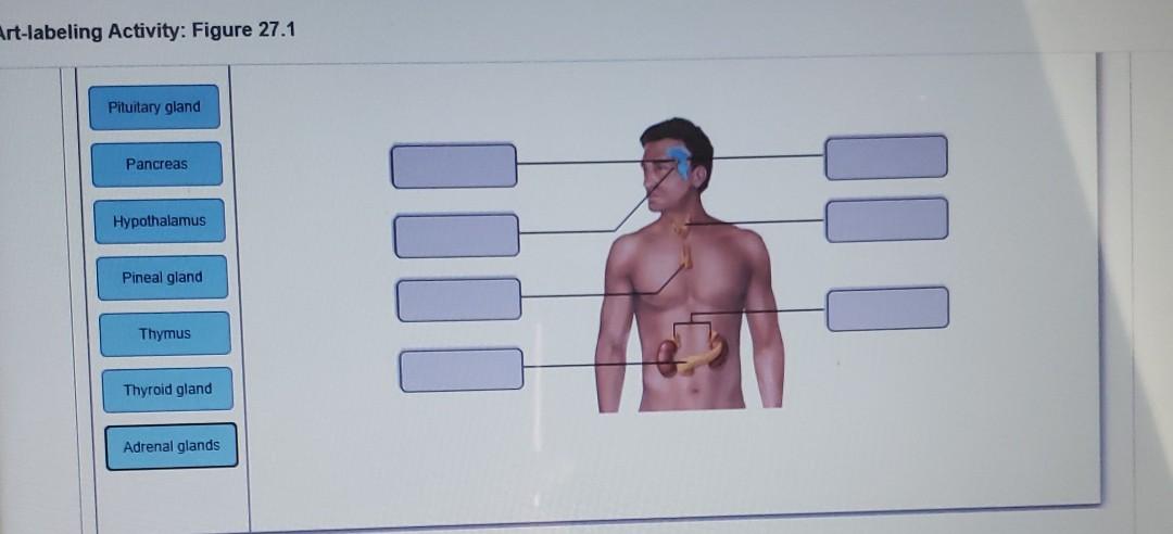 Solved Art-labeling Activity: Figure 27.1 Pituitary gland | Chegg.com