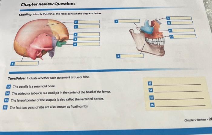 Solved Chapter Review Questions Labeling: Identify the | Chegg.com