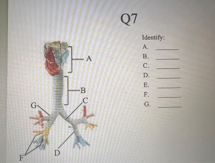 Solved Identify the blood vessels: A. B. C. D.A. CO2 passing | Chegg.com