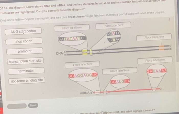 Solved 23.31. The diagram below shows DNA and mRNA, and the | Chegg.com