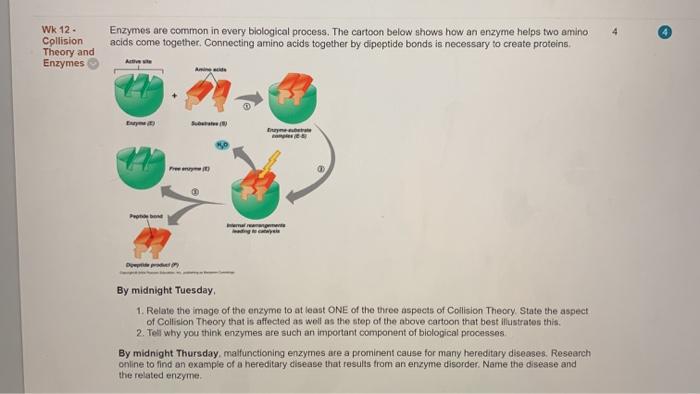Solved 4 Wk 12 - Collision Theory and Enzymes Enzymes are | Chegg.com