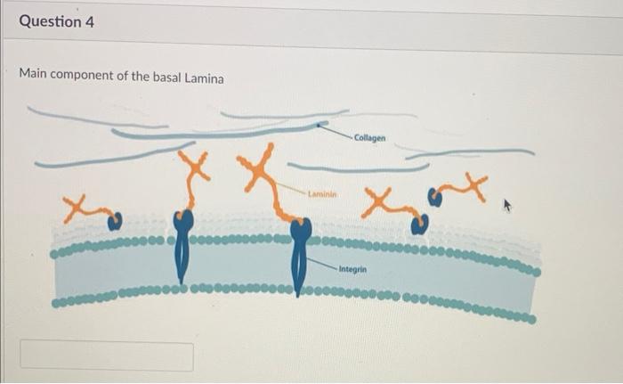 Solved Label the right blue feather like component: Identify | Chegg.com