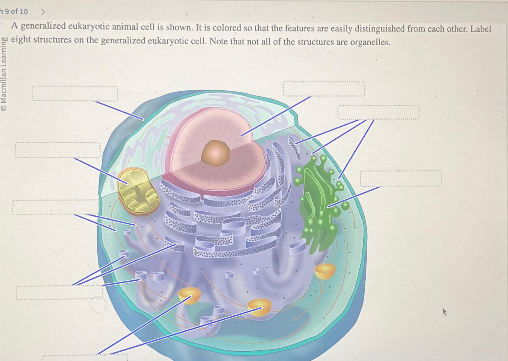 Solved 9 ﻿of 10A generalized eukaryotic animal cell is | Chegg.com