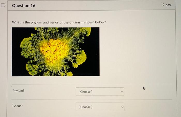 Solved What is the phylum and genus of the organism shown | Chegg.com