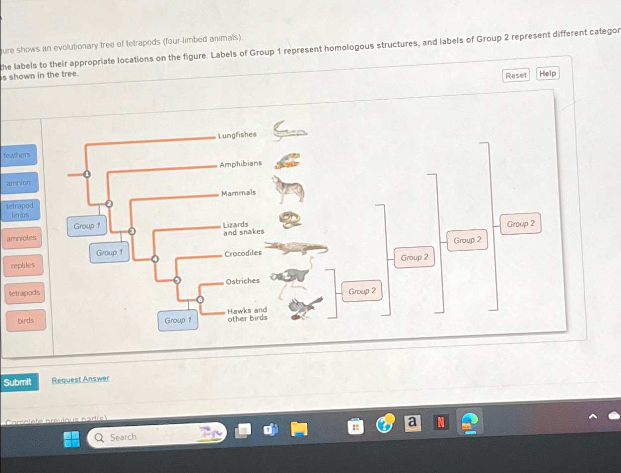 Solved fure shows an evolutionary tree of tetrapods | Chegg.com