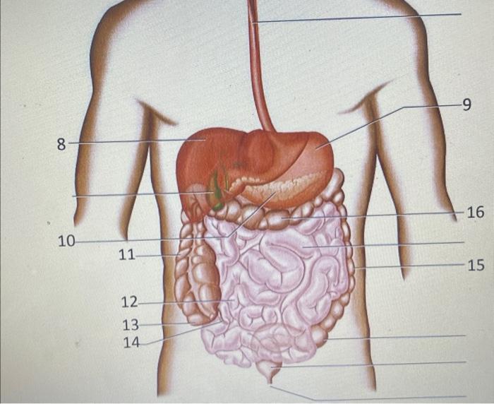 Solved Identify the labeled structure. Duodenum Cecum lleum | Chegg.com