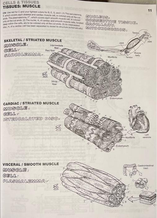 Solved • Plate 11, Tissues: Muscles: color ONLY ONE skeletal | Chegg.com