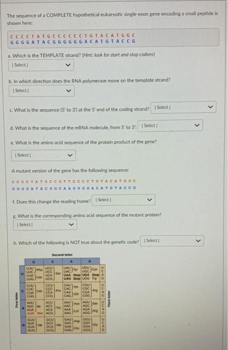 Solved The sequence of a COMPLETE hypothetical eukaryotic | Chegg.com